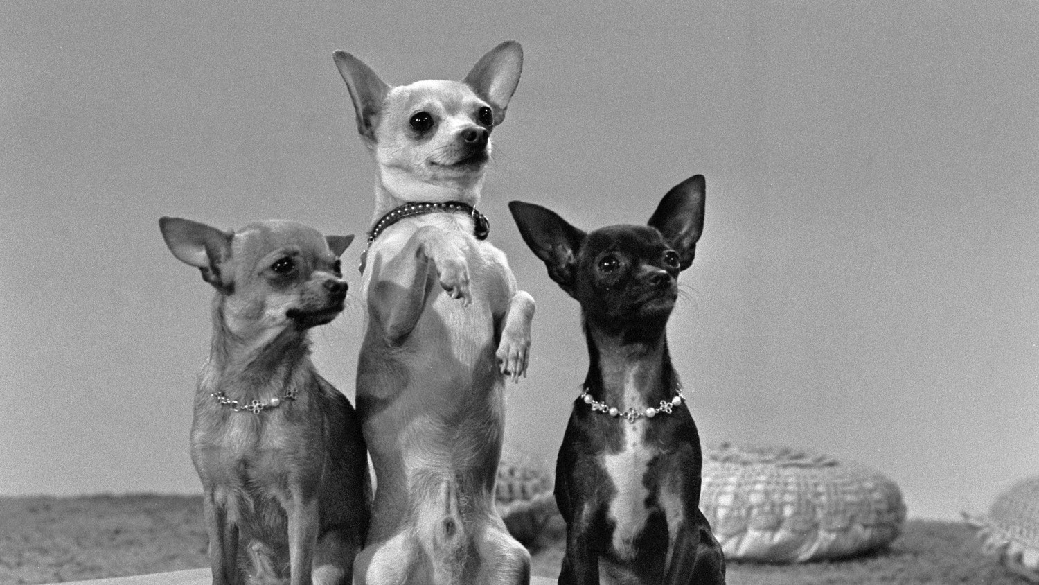 The dazzling jewellery made for pets